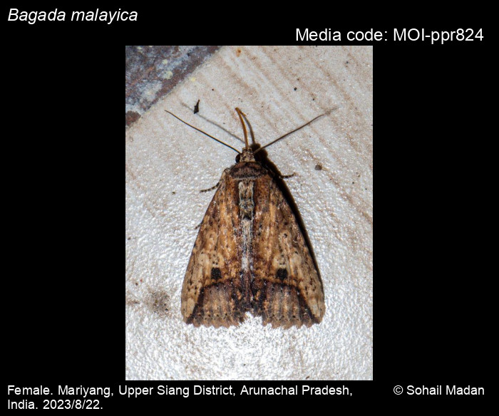 Bagada malayica (Snellen, [1886]) - | Moths